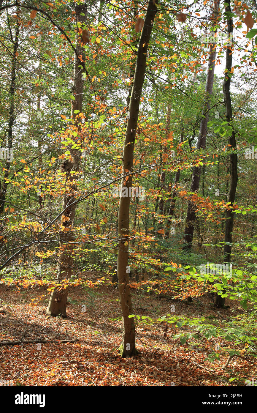 beech forest in autumn Stock Photo - Alamy