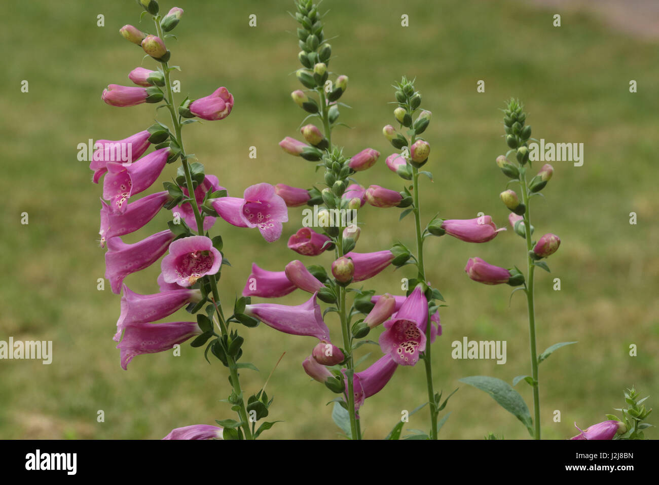 common foxglove, digitalis purpurea Stock Photo - Alamy