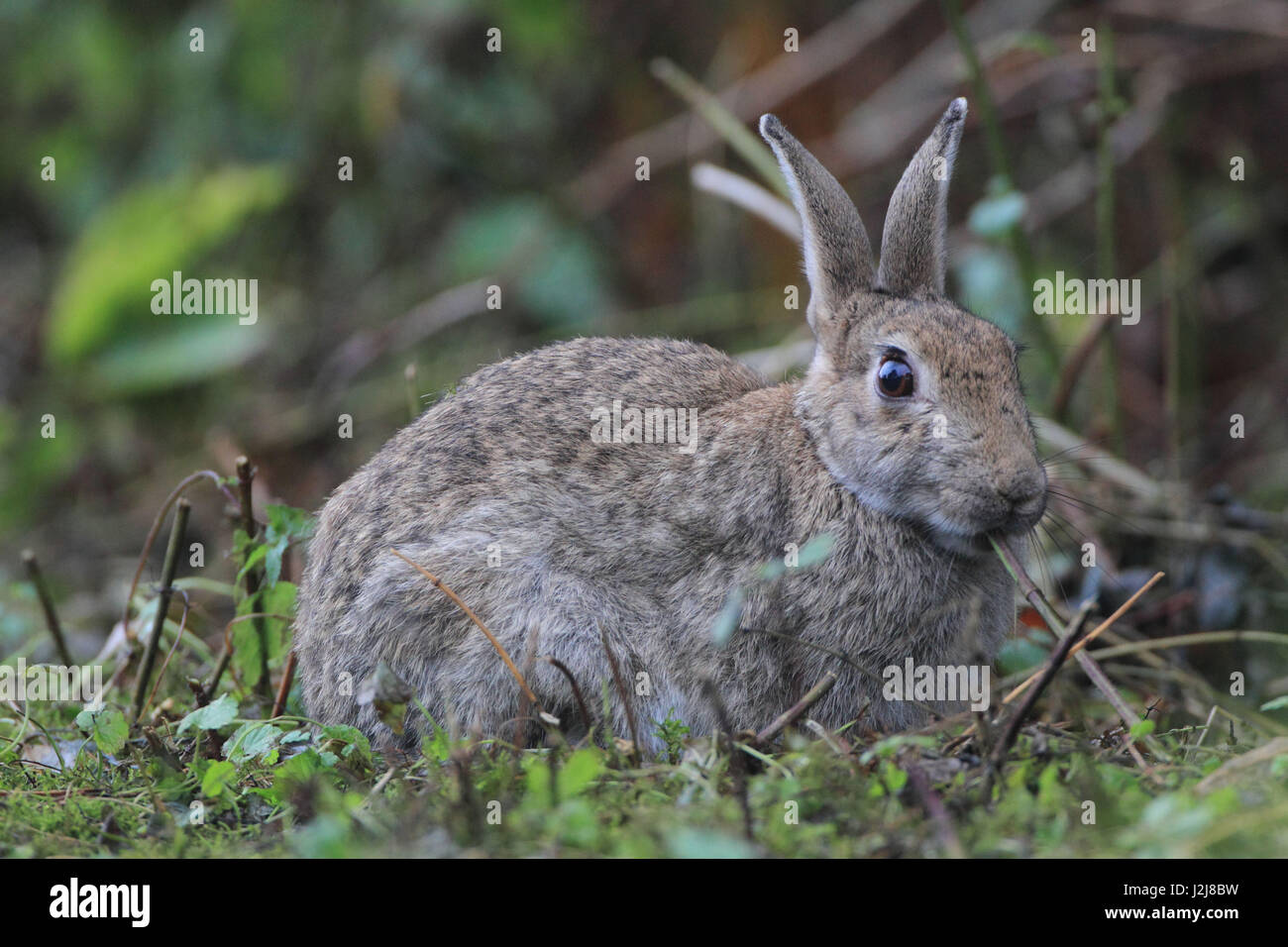 Wild rabbits, Oryctolagus cuniculus Stock Photo - Alamy