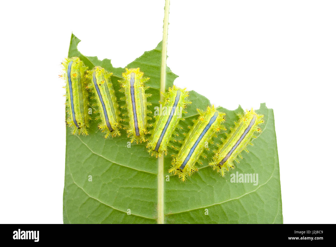 Caterpillars on leaves hi-res stock photography and images - Alamy