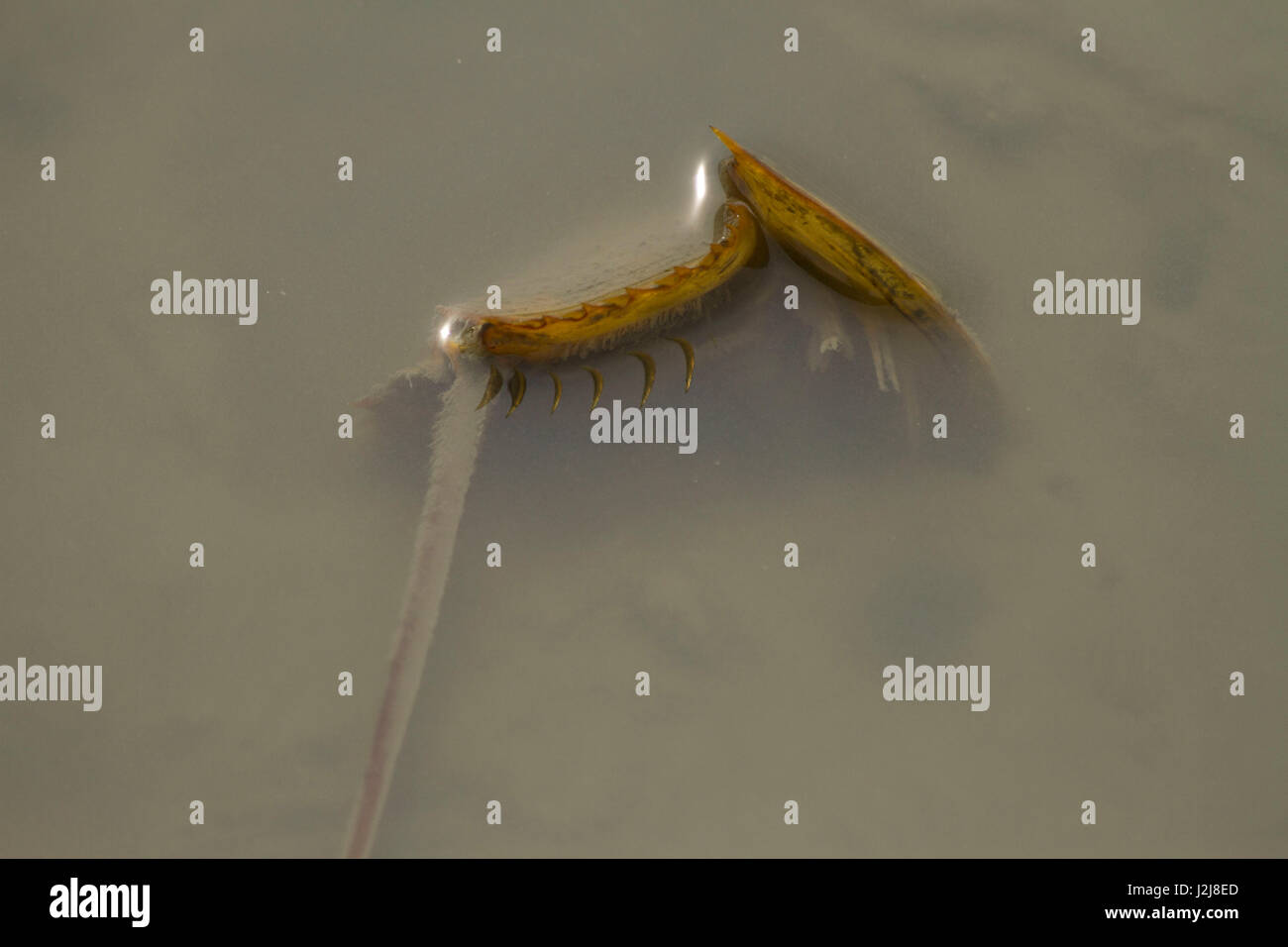 Mangrove horseshoe crab carcinoscorpius rotundicauda hi-res stock ...