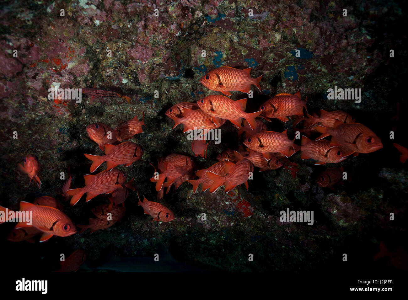 swarm blotcheye soldierfish Myripristis berndti over coral reef, Cocos ...