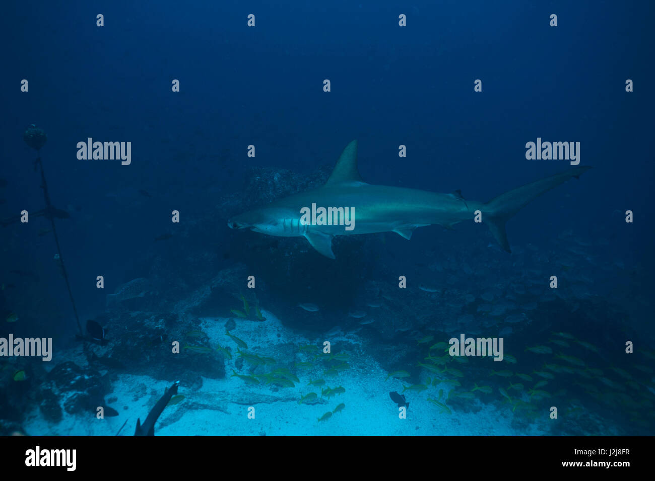 southern hammerhead or bronze hammerhead Sphyrna lewini, Cocos Island ...