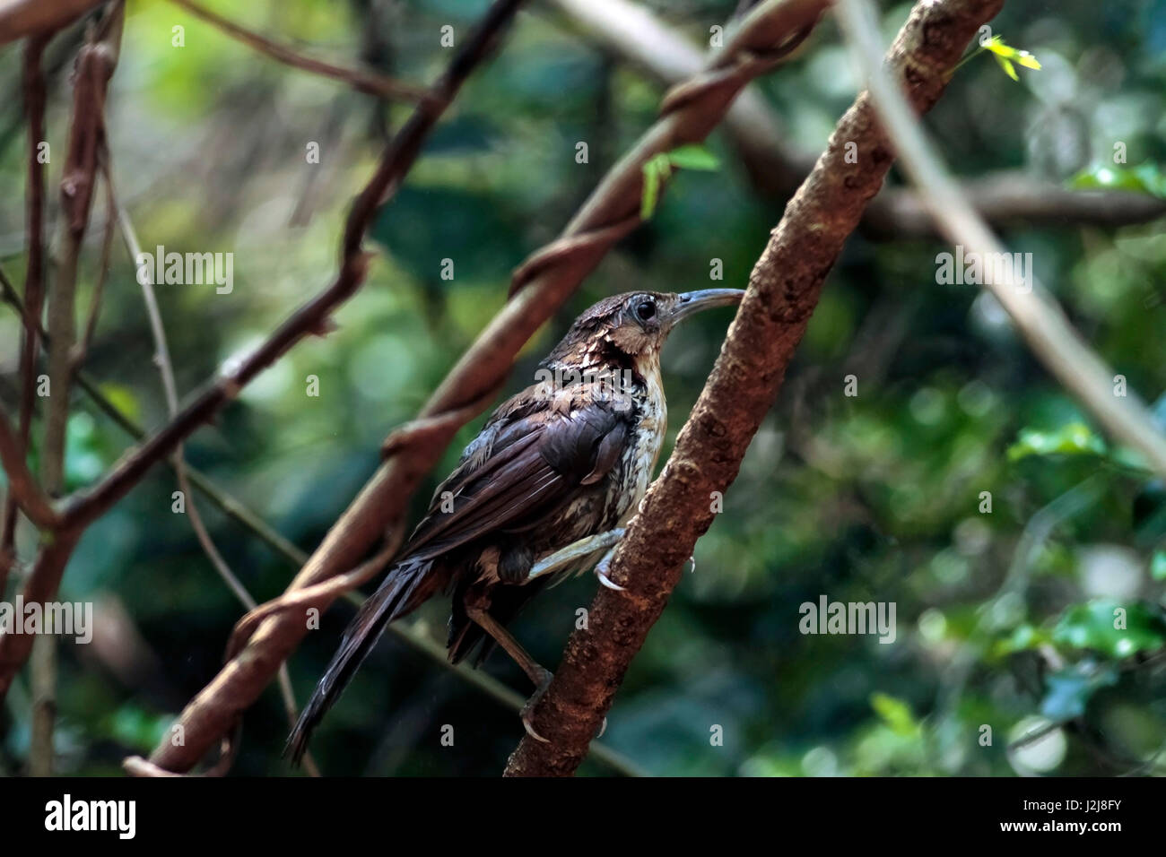 large scimitar babbler, (Pomatorhinus hypoleucos), Kaeng Krachan ...