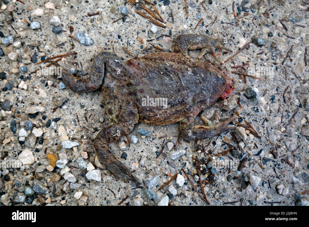 run over dead midwife toad Stock Photo - Alamy