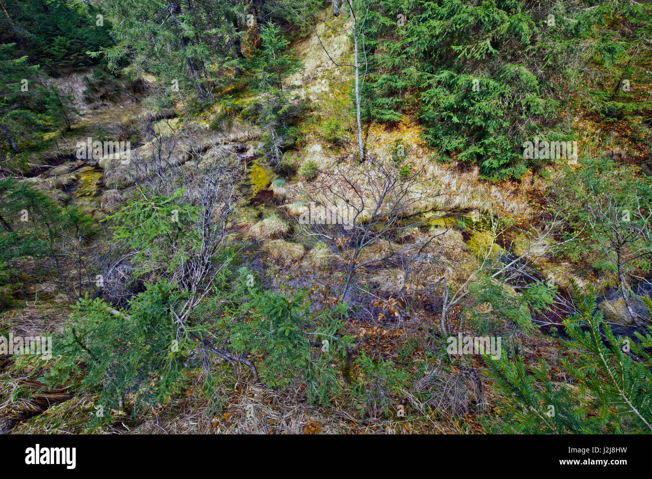 meander in a forest brook Stock Photo - Alamy