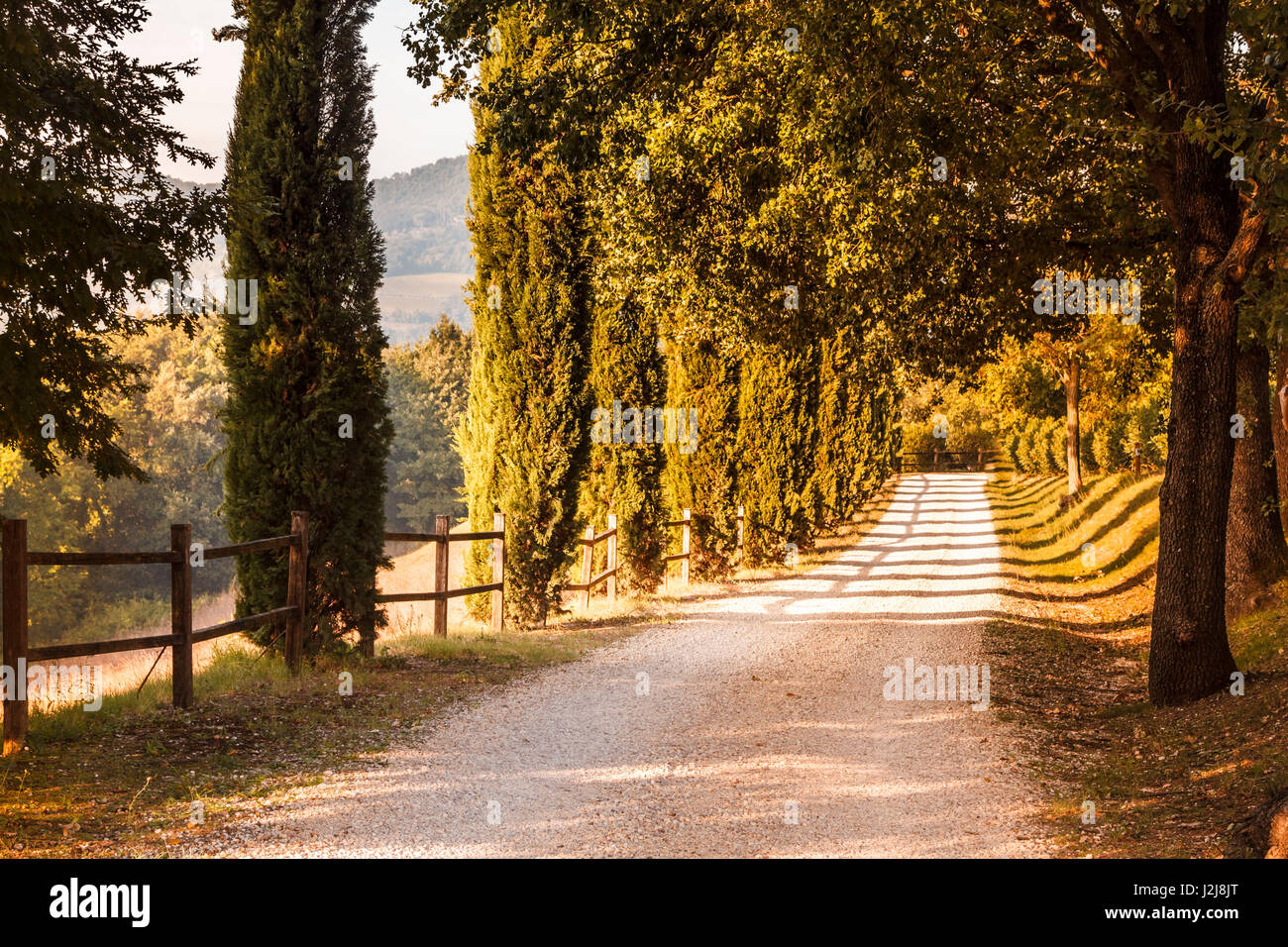 A trimmed driveway in Italy in autumn Stock Photo - Alamy