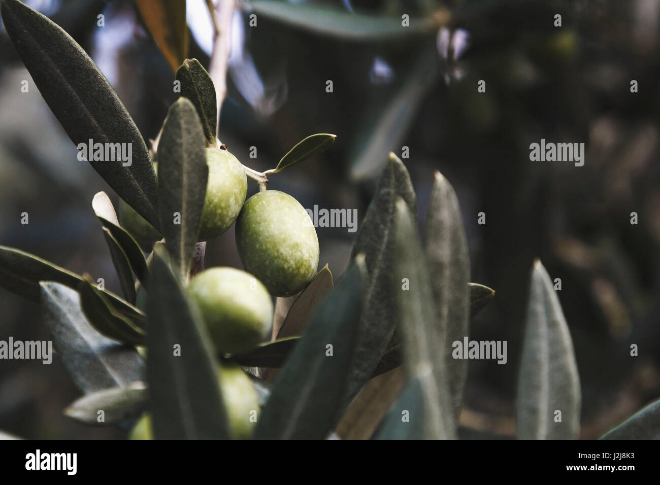 Real olive tree (Olea europaea) - detailed views with mellow olives ...