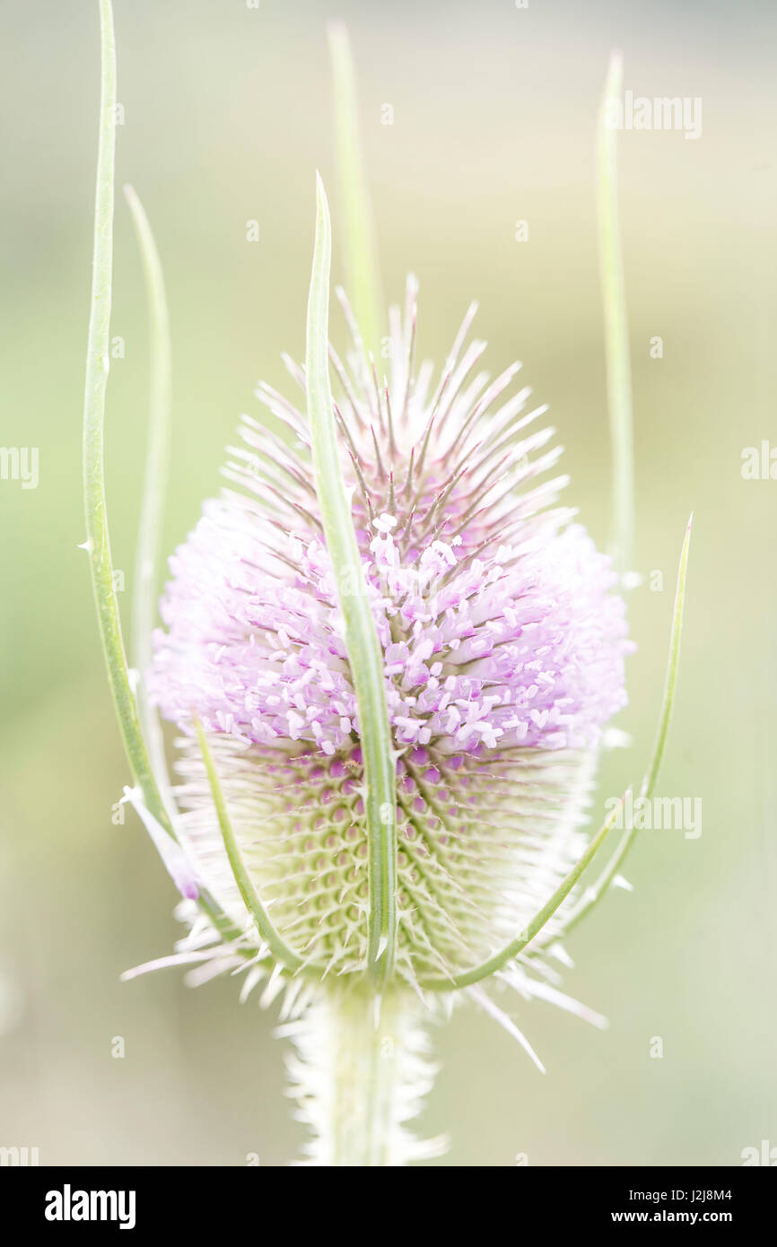 The wild teasel, (Dipsacus fullonum), a special plant in the garden ...