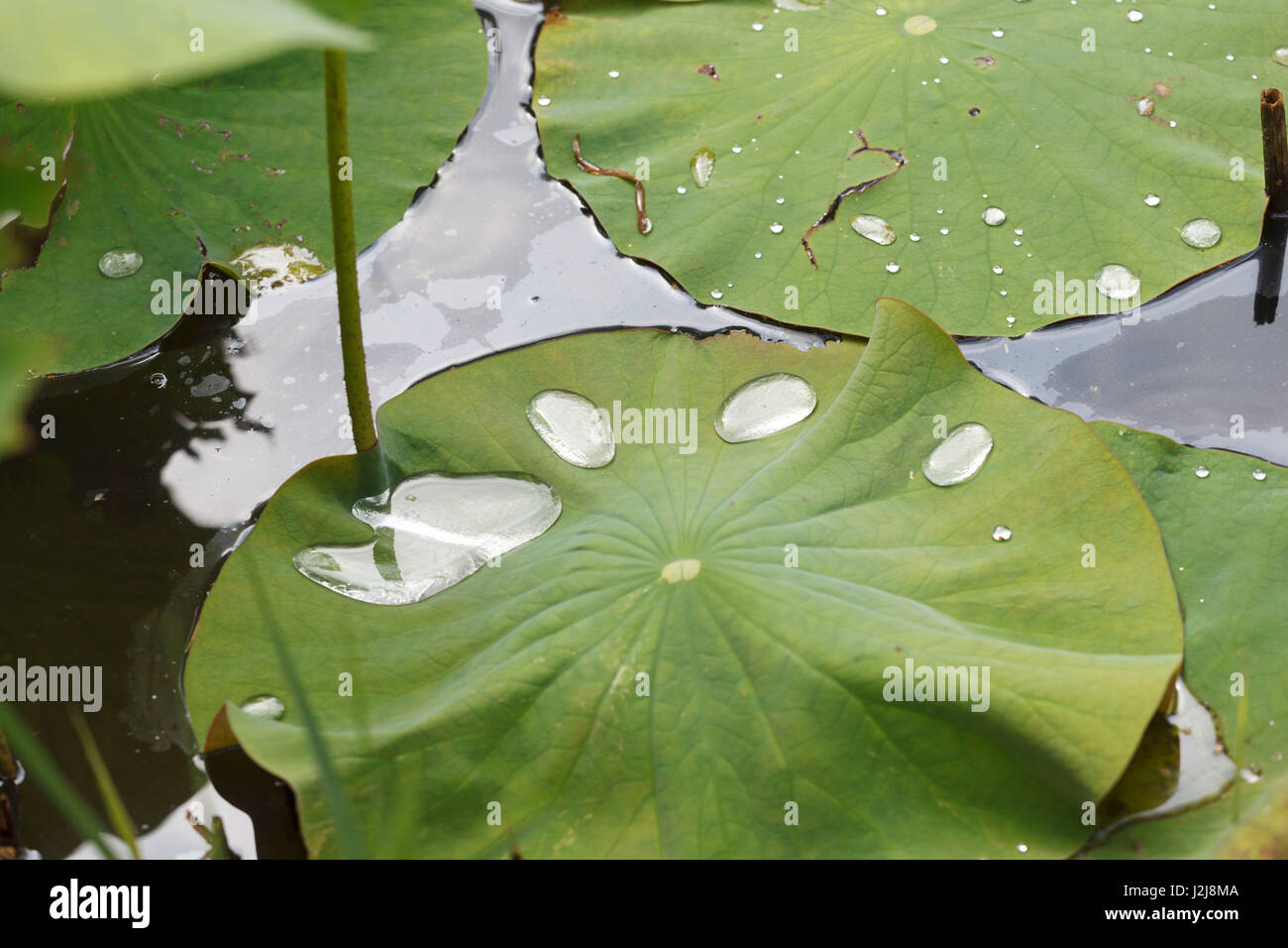 Leaves of lotus flowers with water droplets, lotus effect, fascinating ...