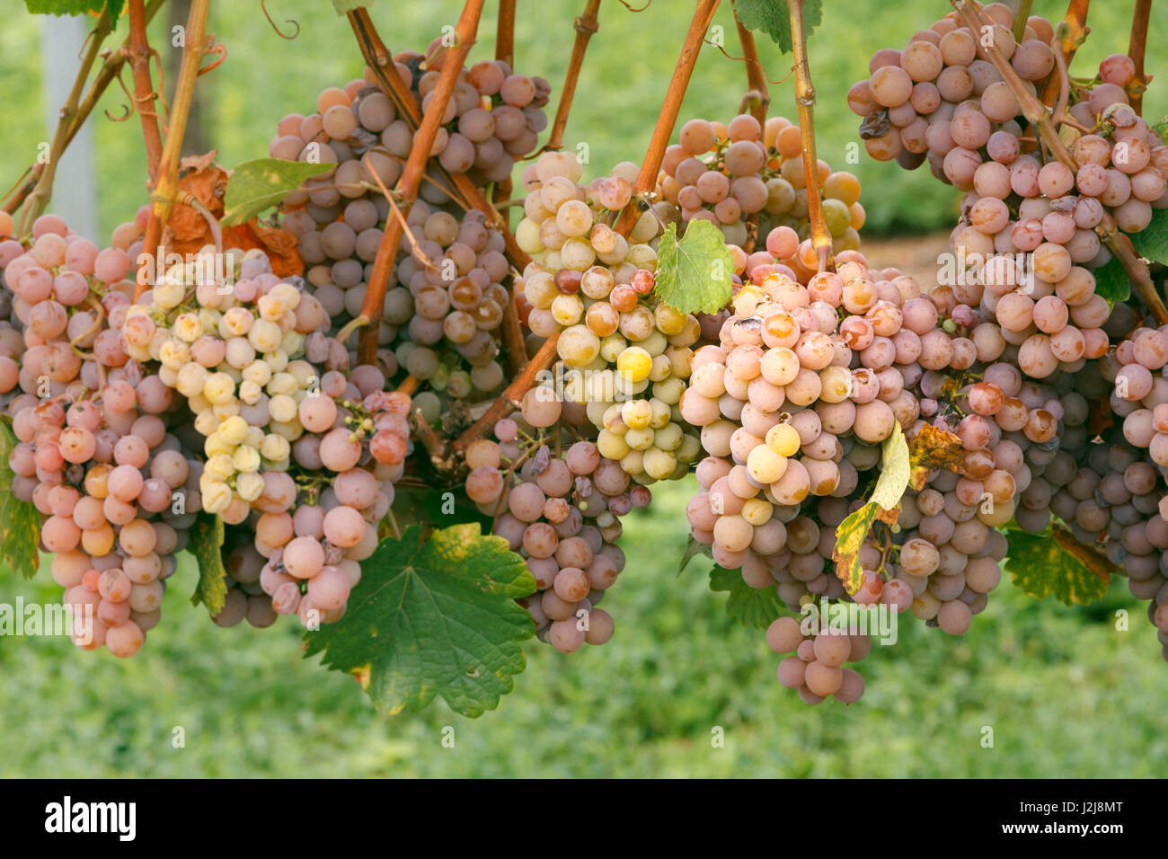Grapes on the vine just before harvest, close-up Stock Photo - Alamy