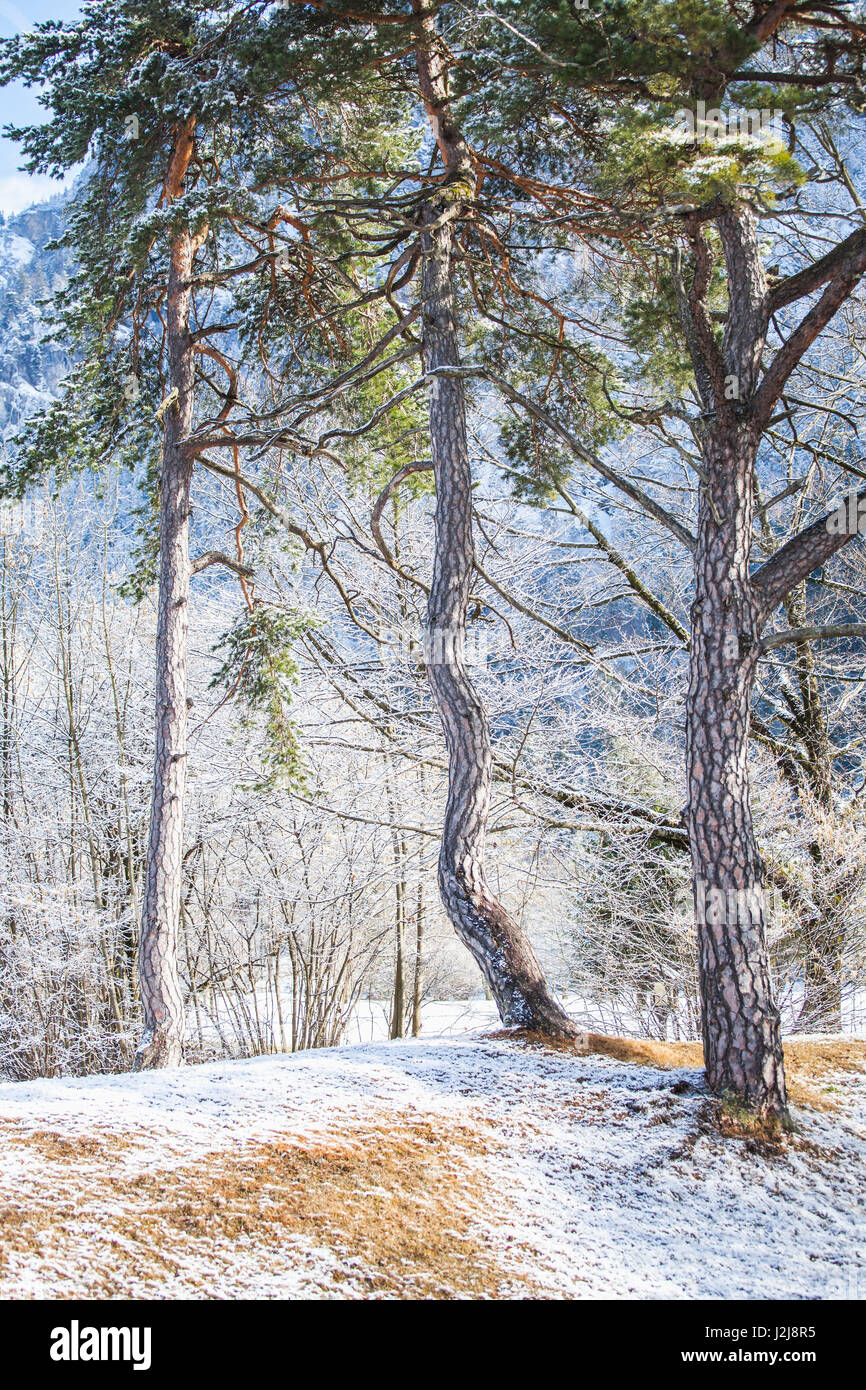 A winter landscape in Bavaria - snow, ice and frost control the nature ...