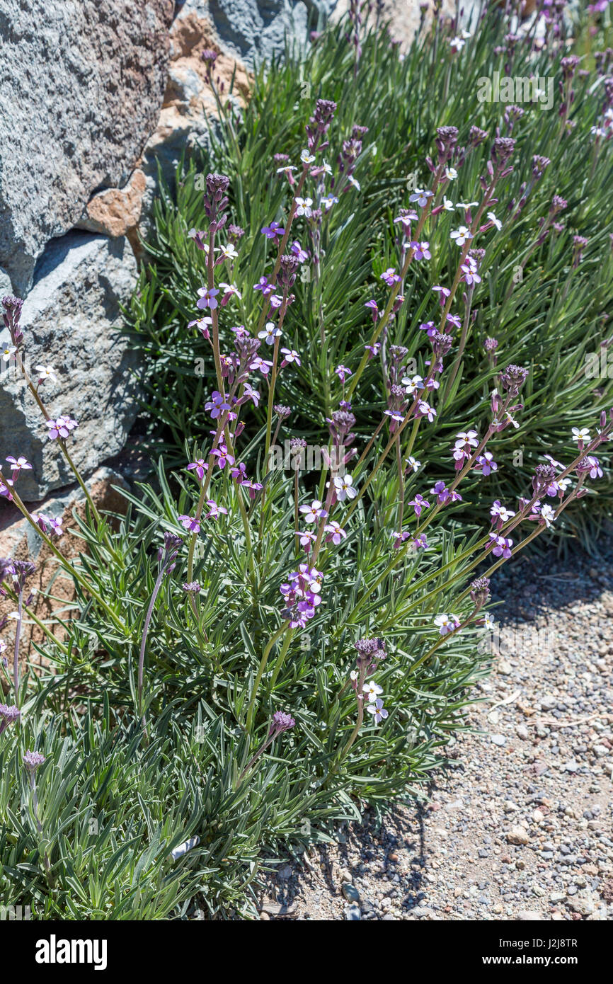 Lavendula multifida hi-res stock photography and images - Alamy