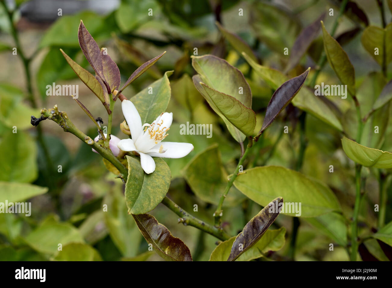 Small lemon flower on branch among the leaves Stock Photo - Alamy