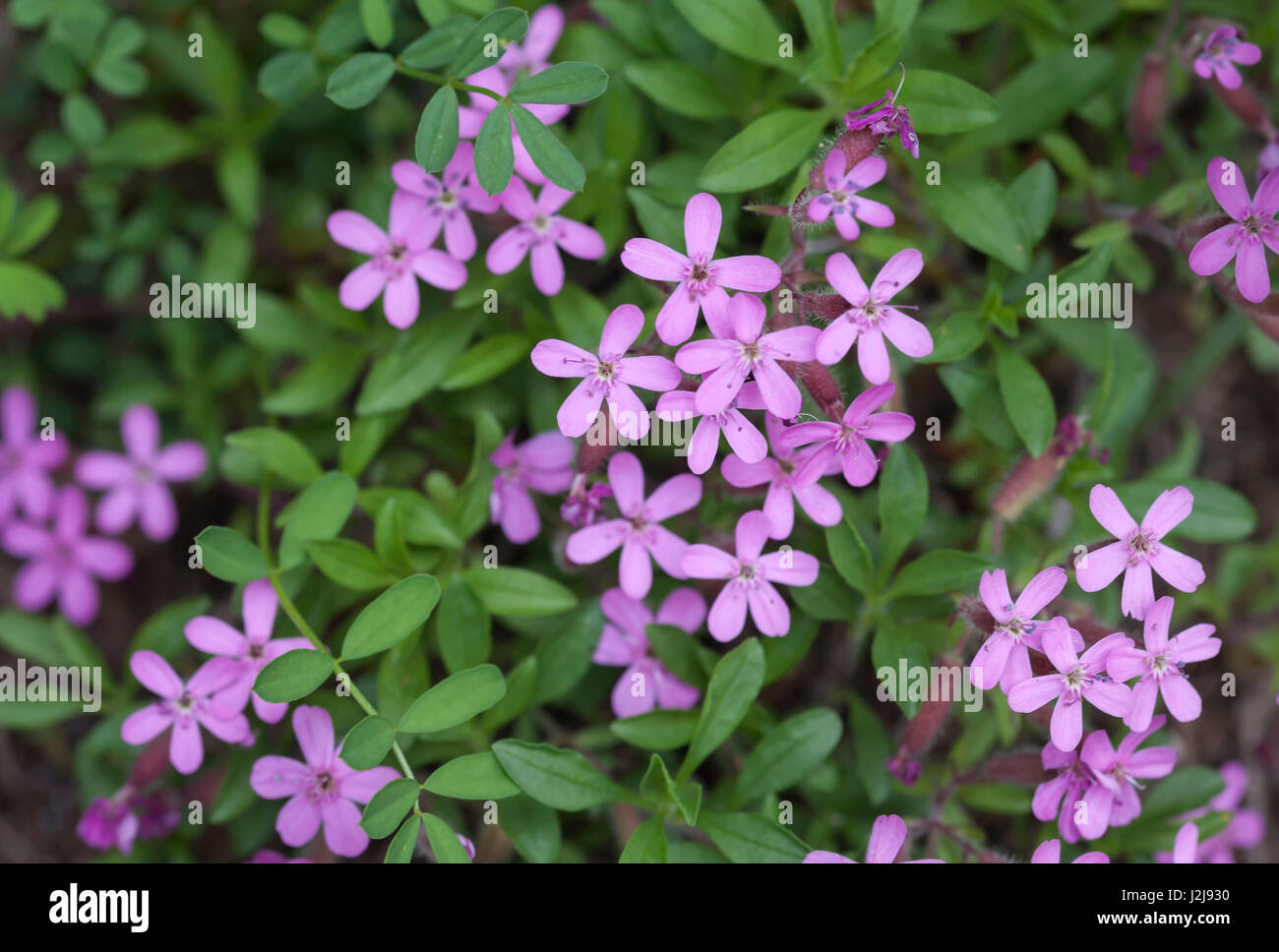 Alpine starflower hi-res stock photography and images - Alamy
