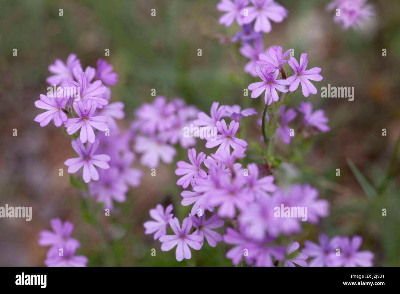 Alpine starflower hi-res stock photography and images - Alamy
