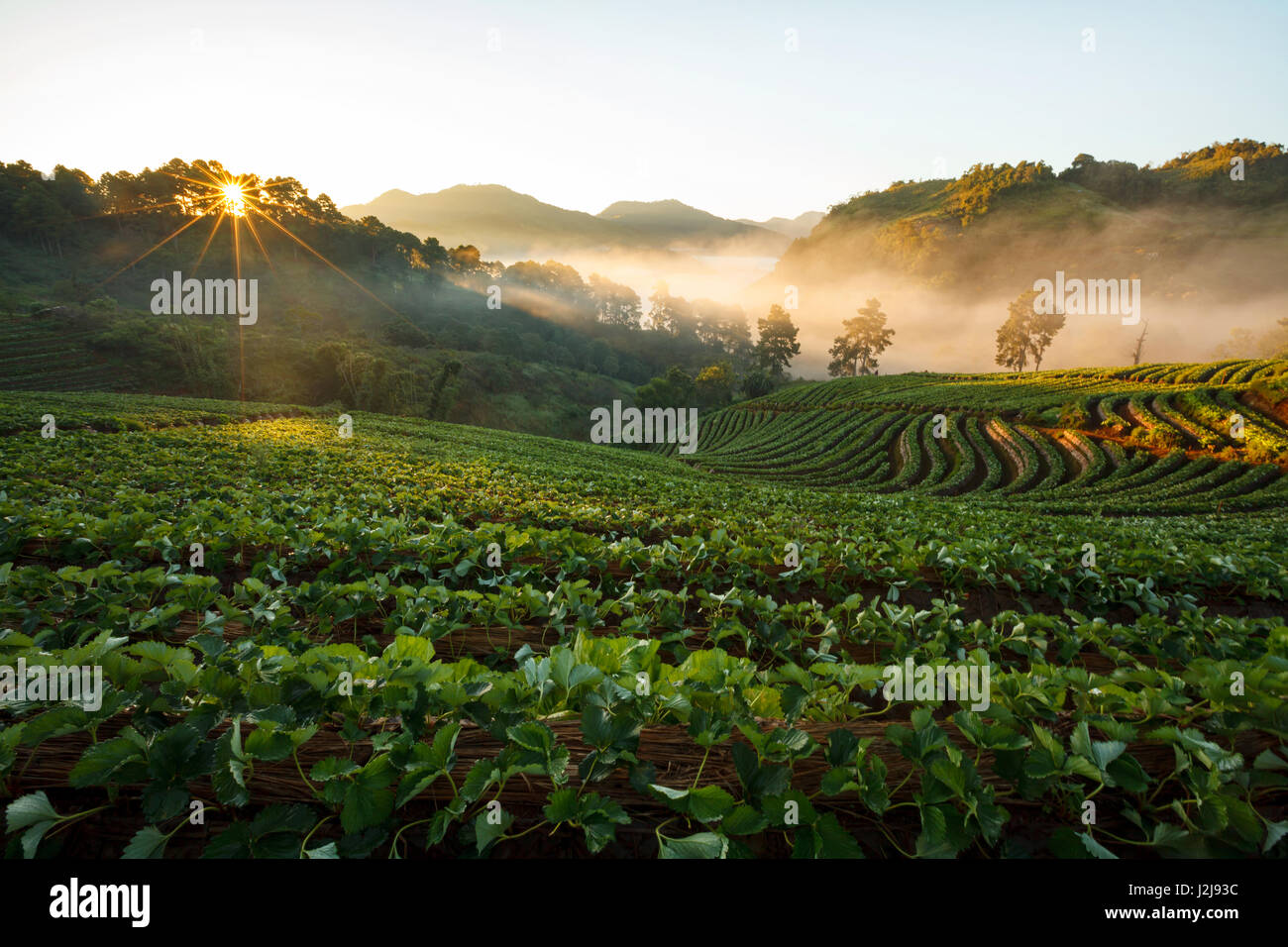 misty morning sunrise in strawberry garden at Doi Angkhang mountain ...