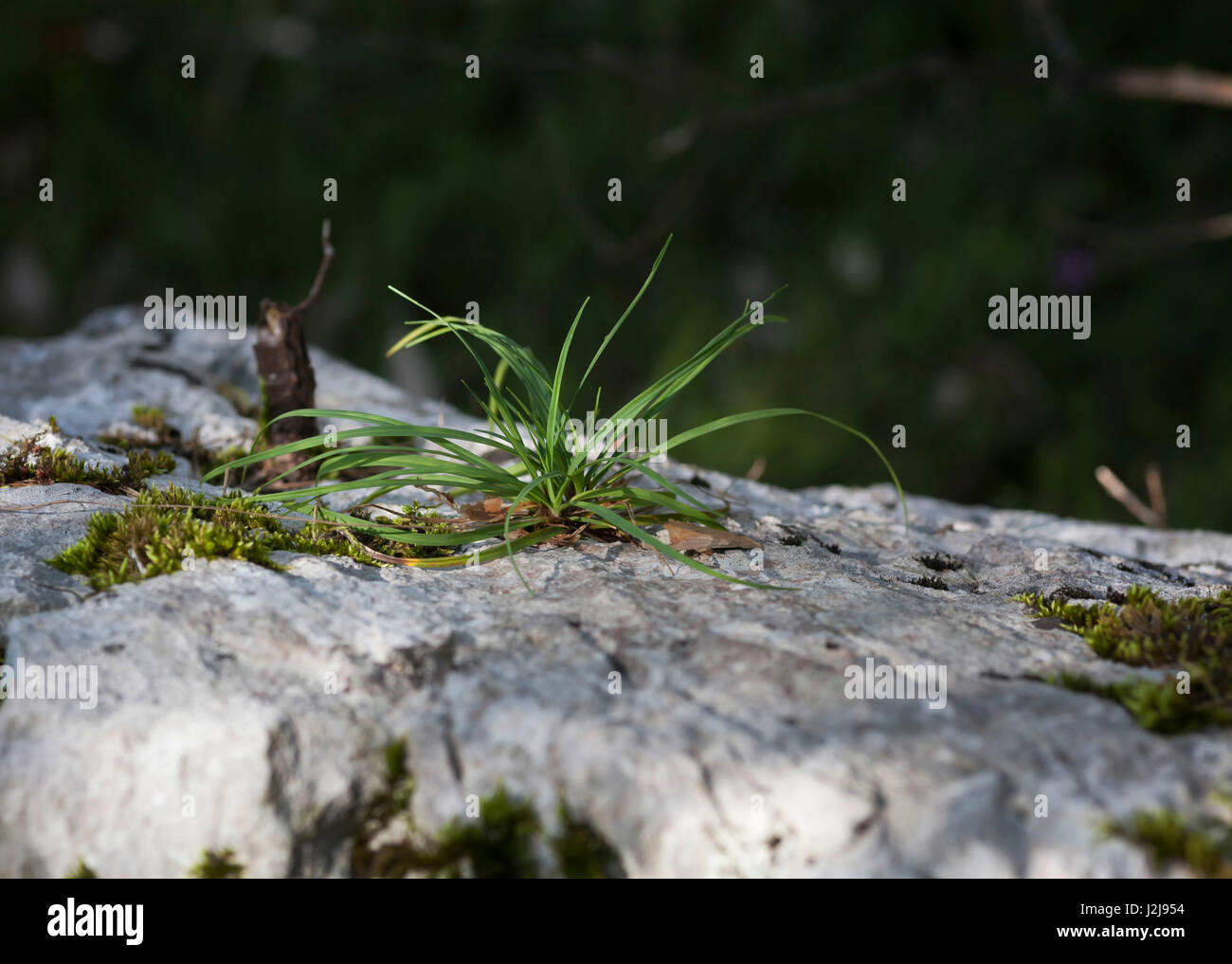 Grass on rock Stock Photo - Alamy