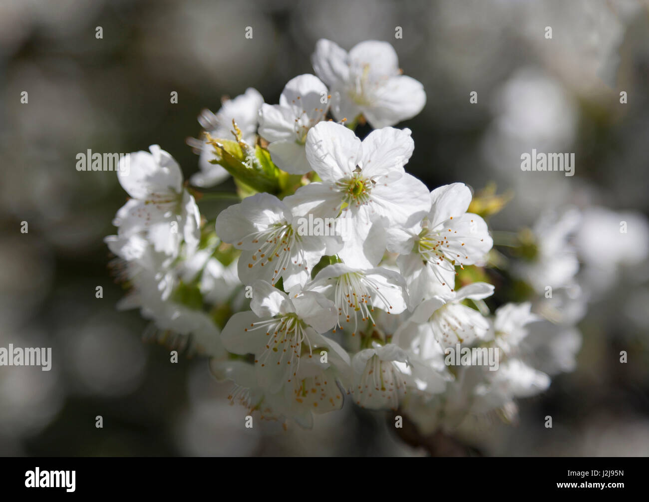 Flower with branch hi-res stock photography and images - Alamy
