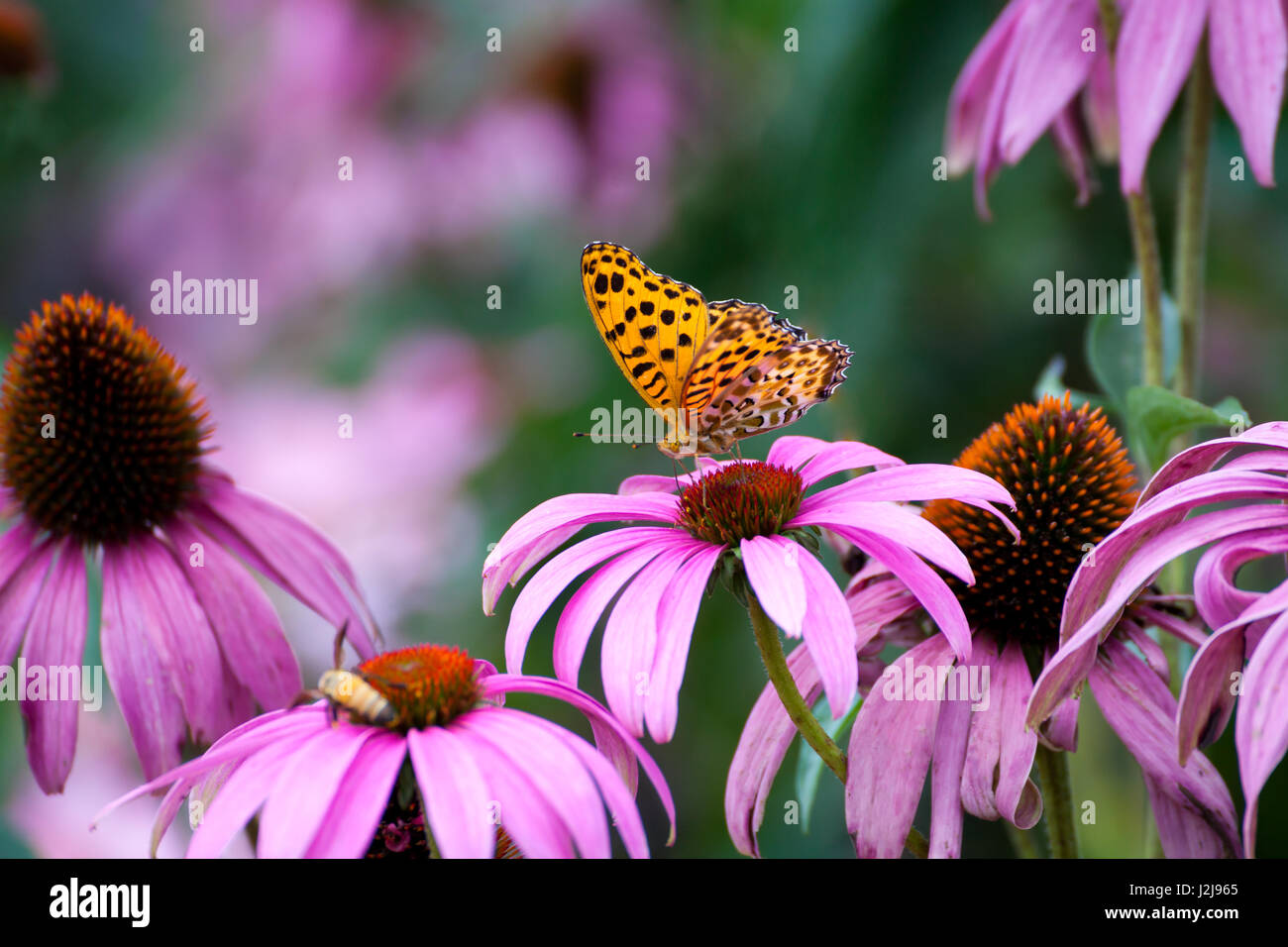Purple Coneflowers And Monarch Butterfly High Resolution Stock ...