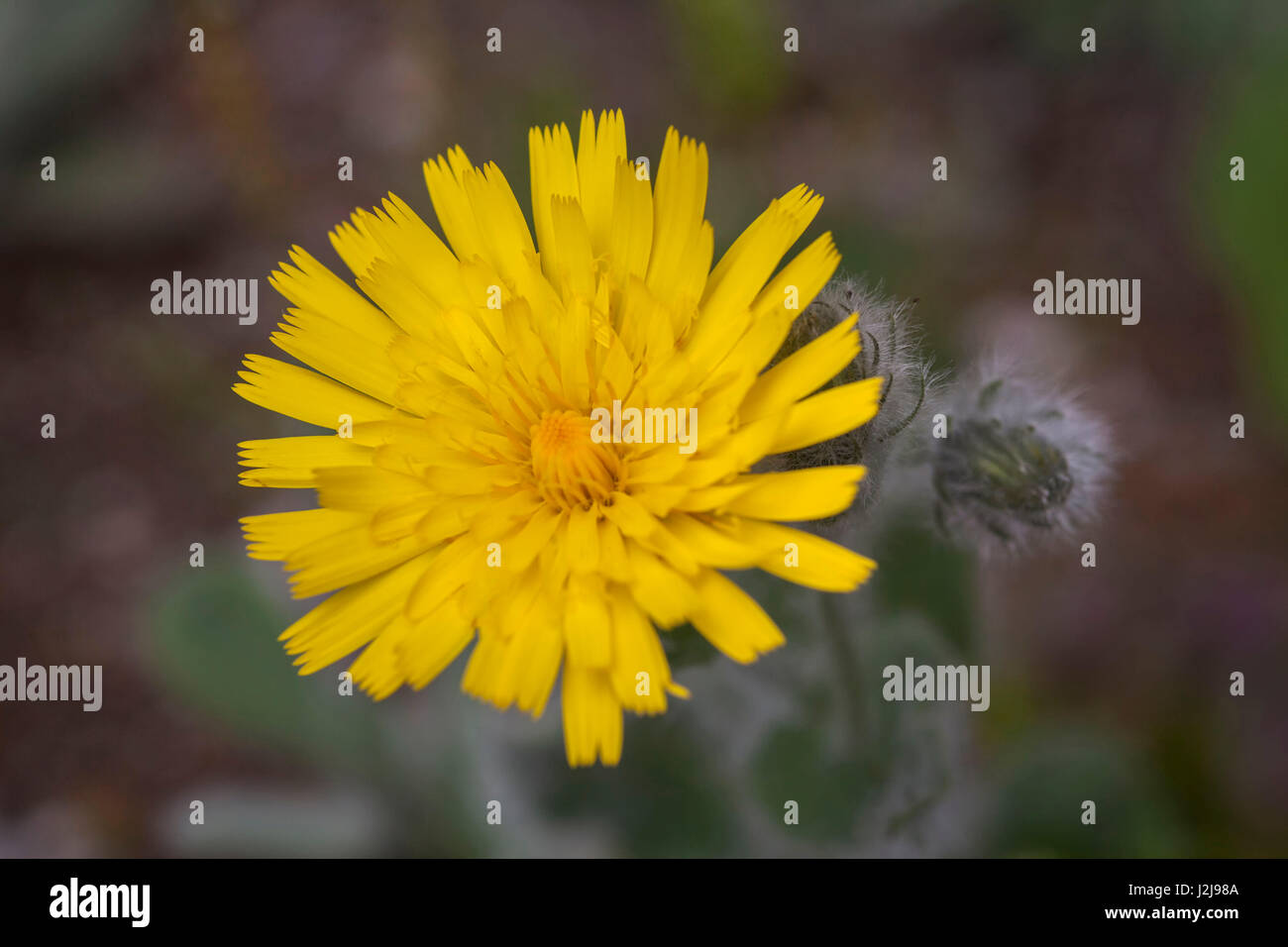 Straggly hi-res stock photography and images - Alamy