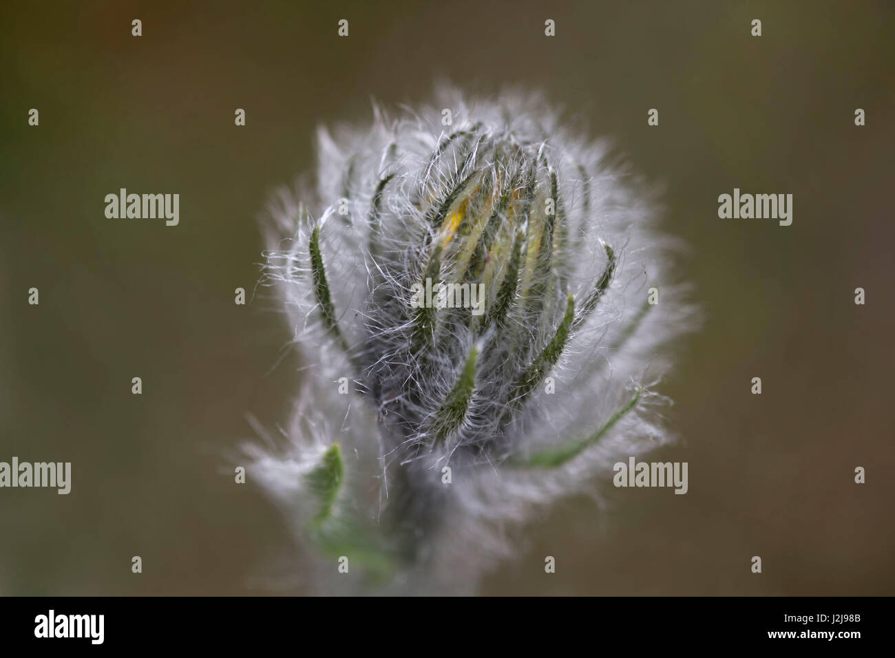 Straggly plant hi-res stock photography and images - Alamy
