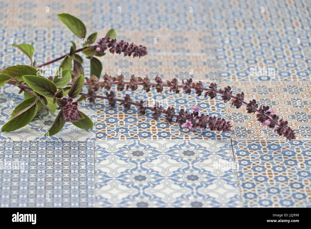Shrub basil blossoms on blue tiles Stock Photo - Alamy