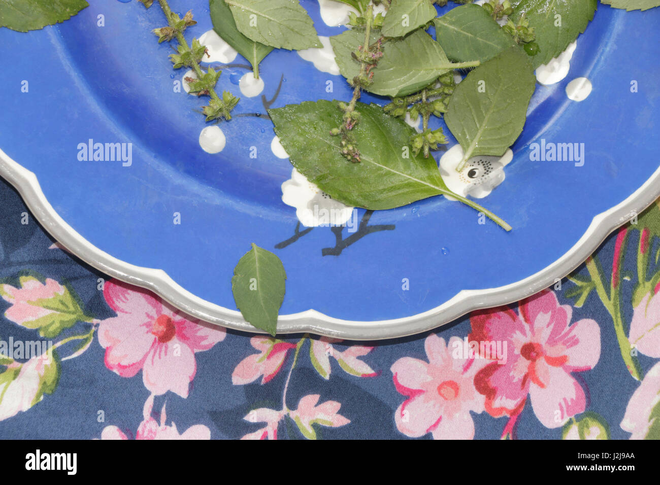 Indian basil / Tulsi on blue plate Stock Photo - Alamy