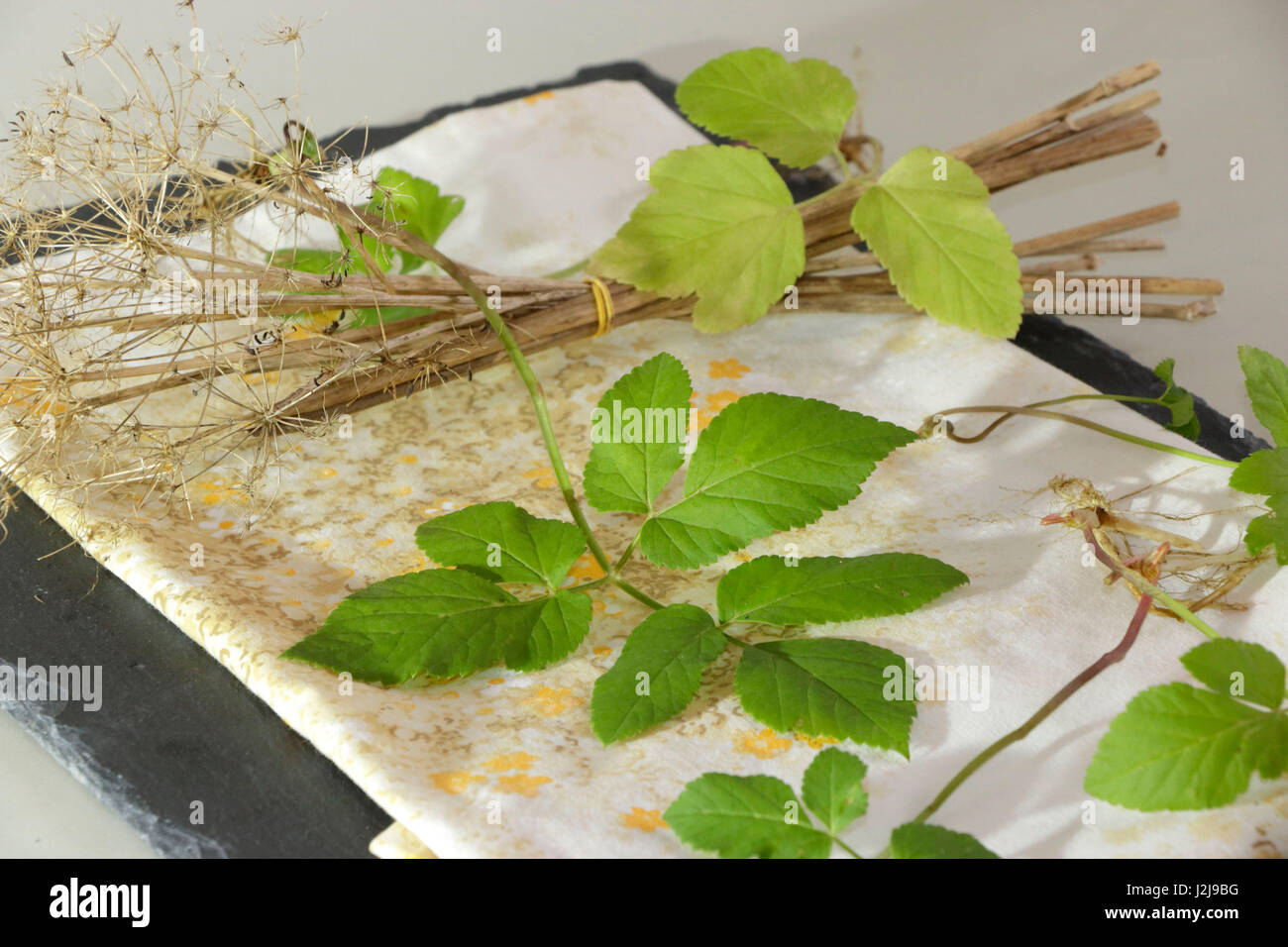 Elder weed hi-res stock photography and images - Alamy