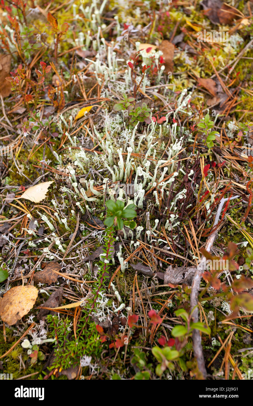 Boreal Tundra Lichen Stock Photos & Boreal Tundra Lichen Stock Images ...