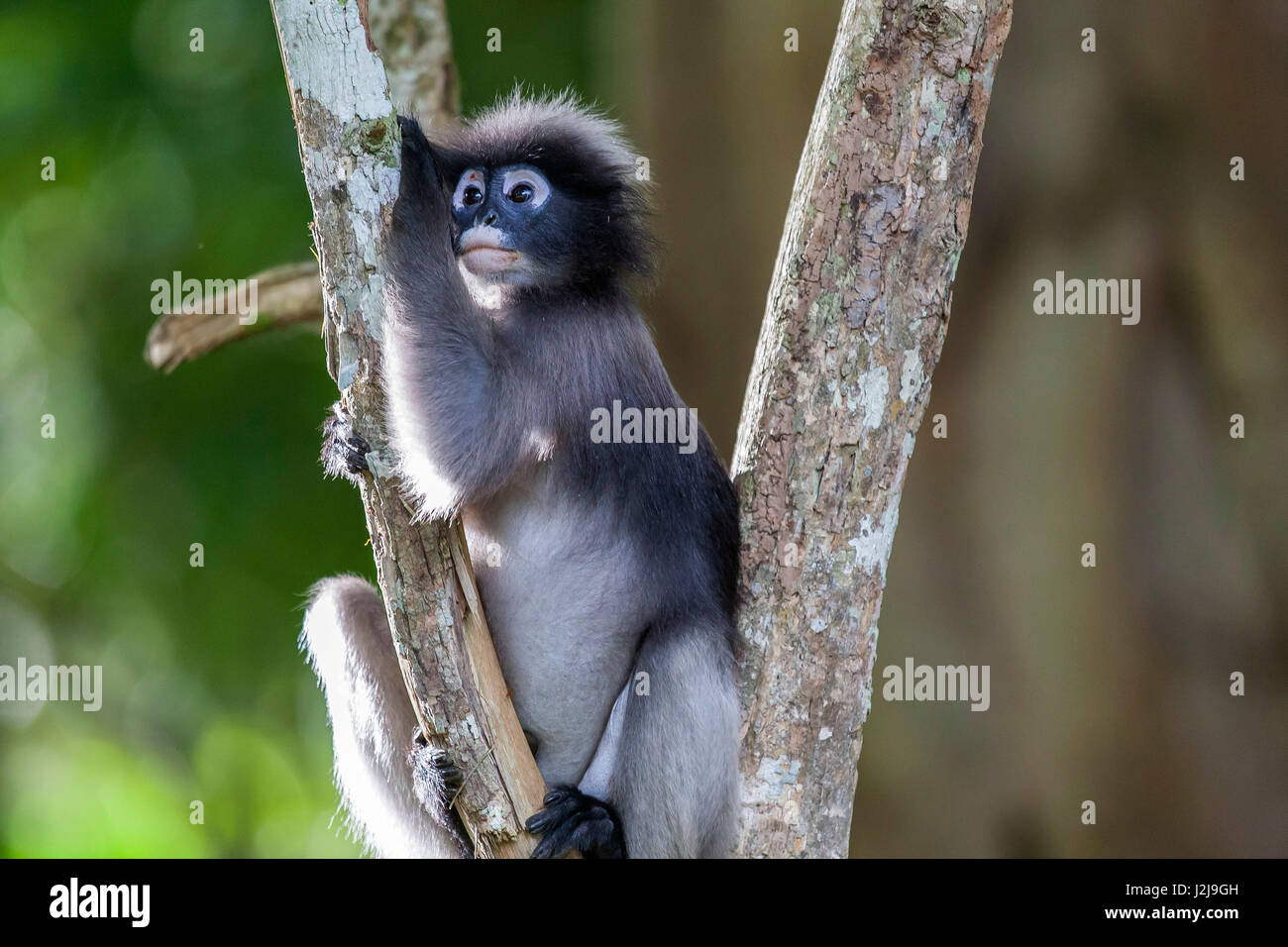 Phayre's langur hi-res stock photography and images - Alamy