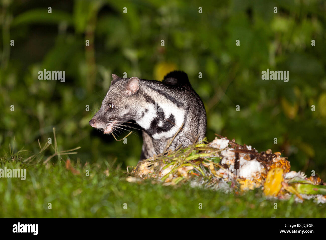 Indian civet cat, (Viverra zibetha), Kaeng Krachan, Petchaburi ...