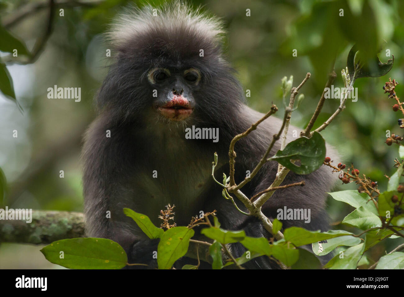 Monkey no climb tree hi-res stock photography and images - Alamy