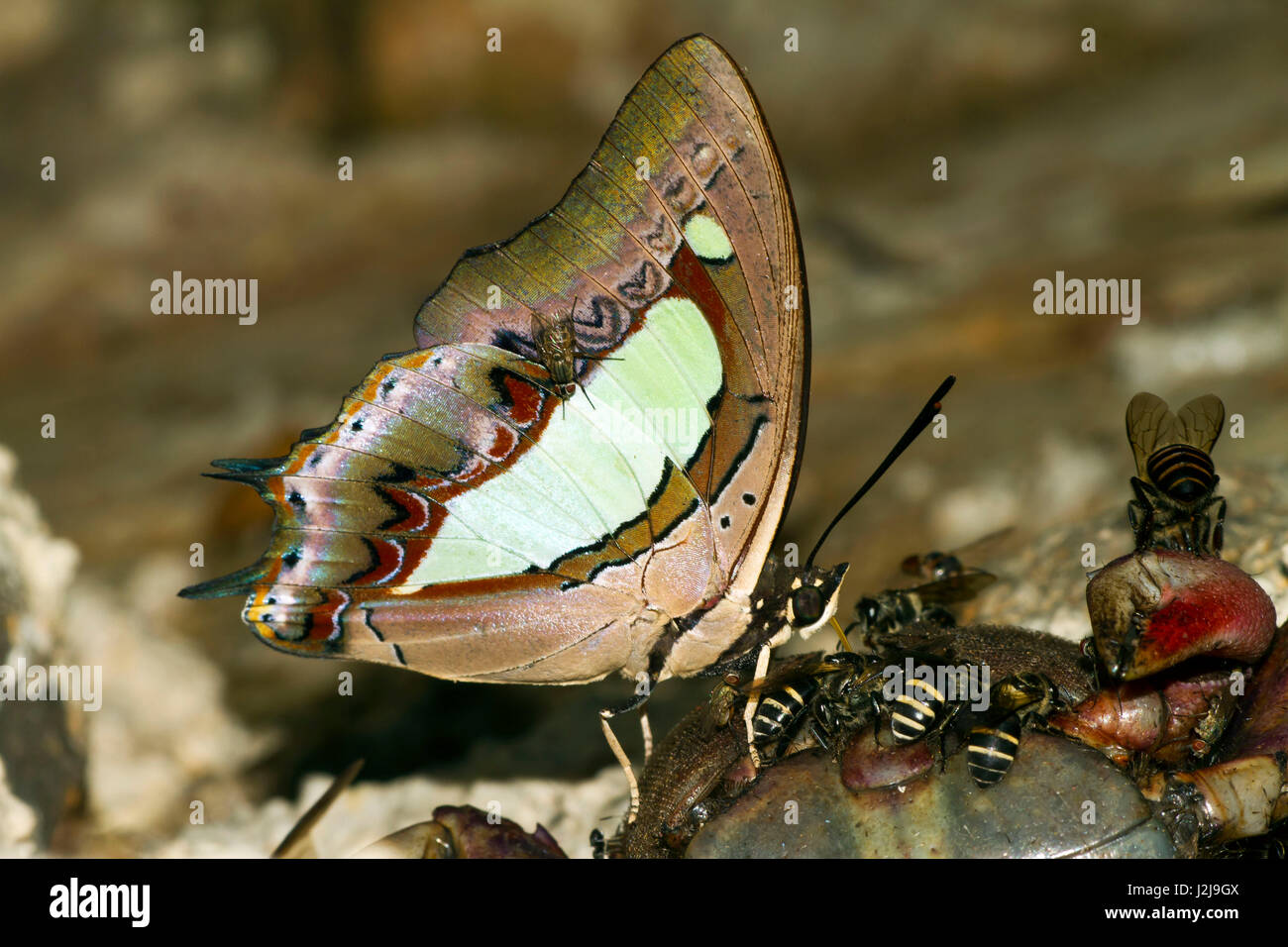 Nawab butterfly, Polyura athamas, Kaeng Krachan, Petchaburi, Thailand ...