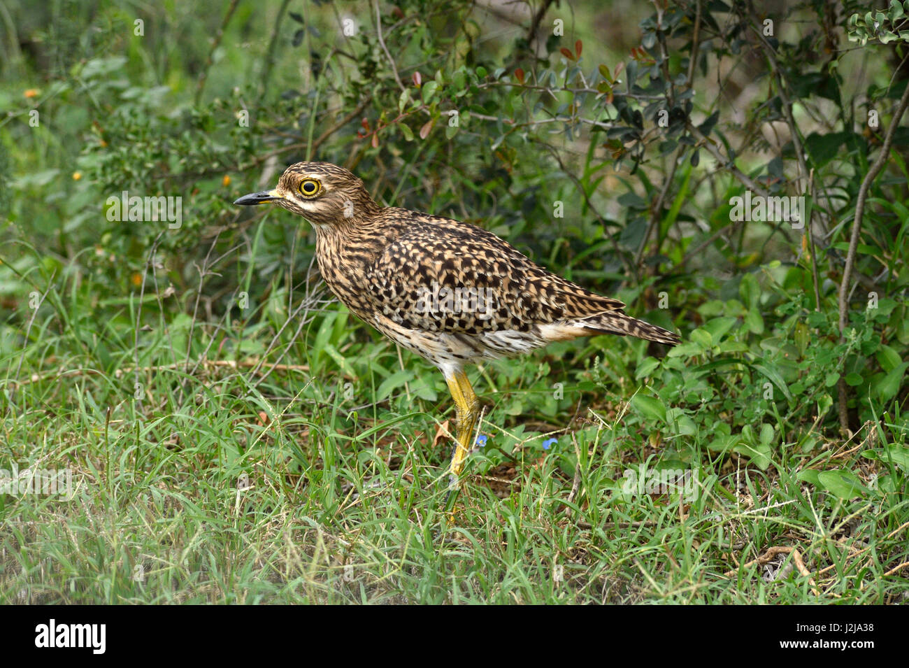 South Africa, Eastern Cape, Addo Elephant National Park, bird Stock ...