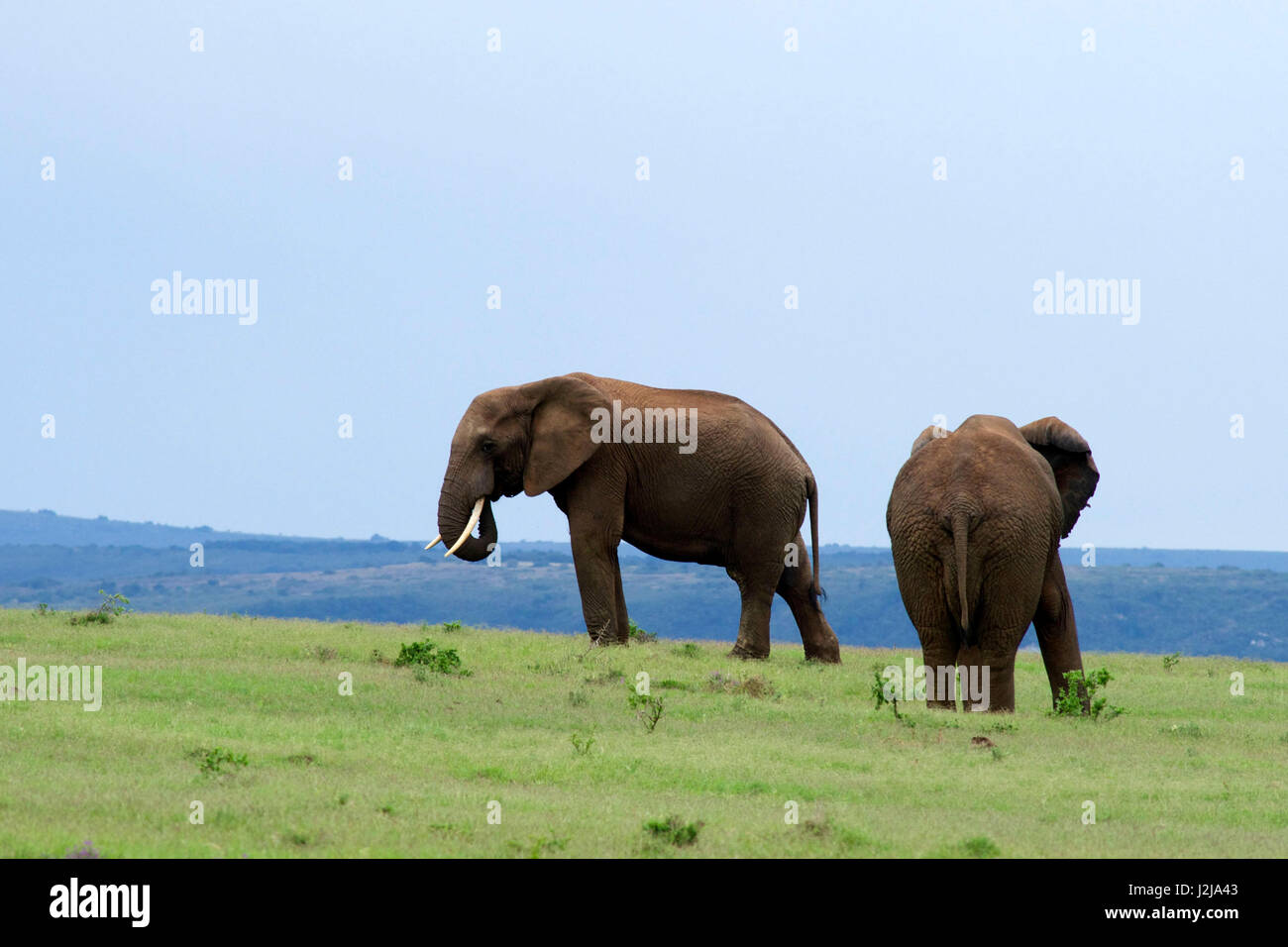 South Africa, Eastern Cape, Addo Elephant National Park, African ...