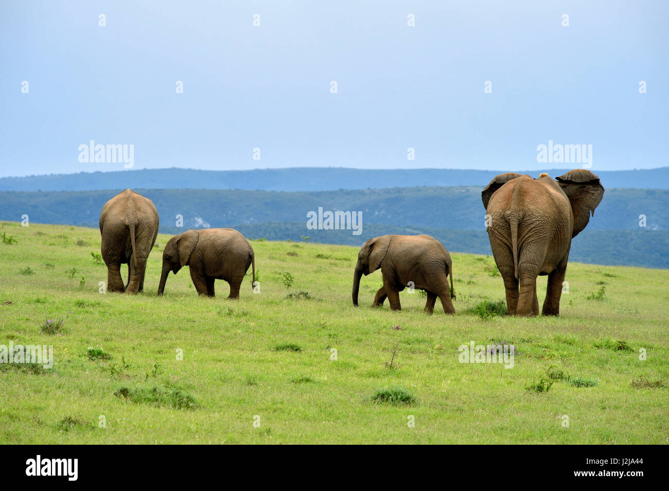 South Africa, Eastern Cape, Addo Elephant National Park, African ...