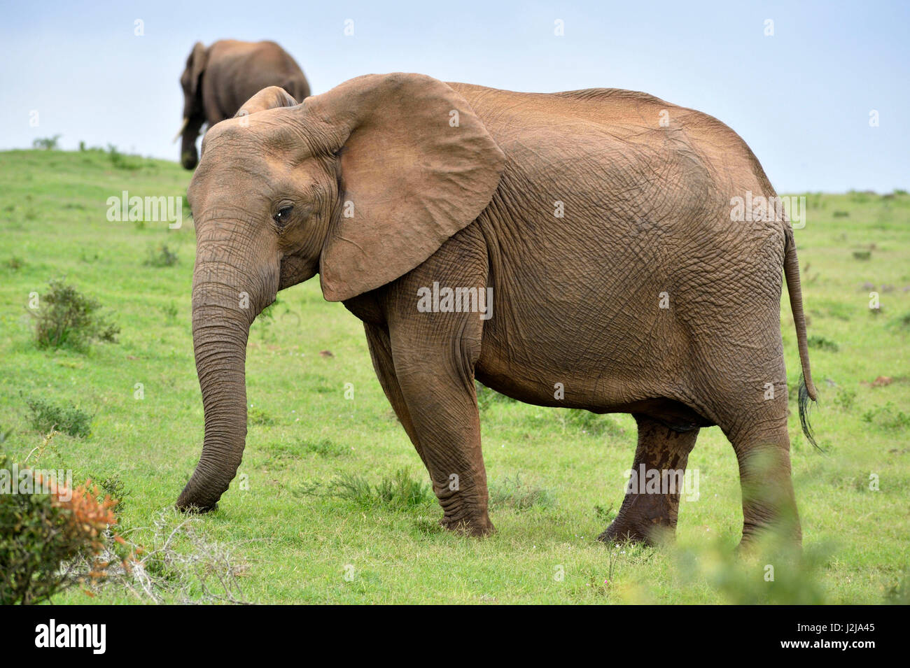South Africa, Eastern Cape, Addo Elephant National Park, African ...
