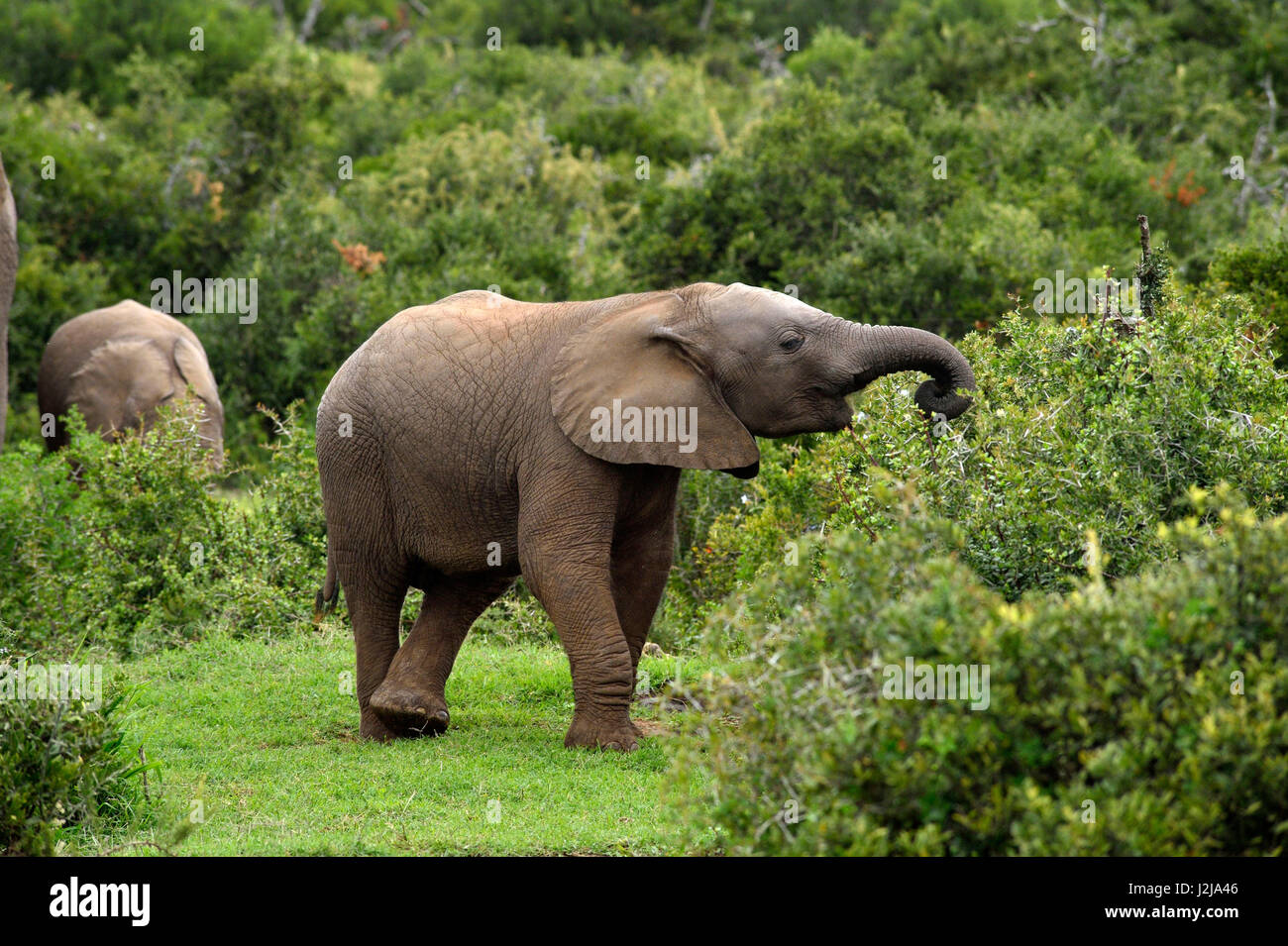 South Africa, Eastern Cape, Addo Elephant National Park, African ...