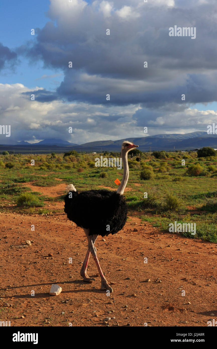 South Africa, Western Cape, Little Karoo, Ostrich farm near Oudtshoorn ...