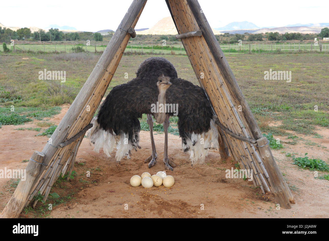 South Africa, Western Cape, Little Karoo, Highgate Ostrich farm near ...