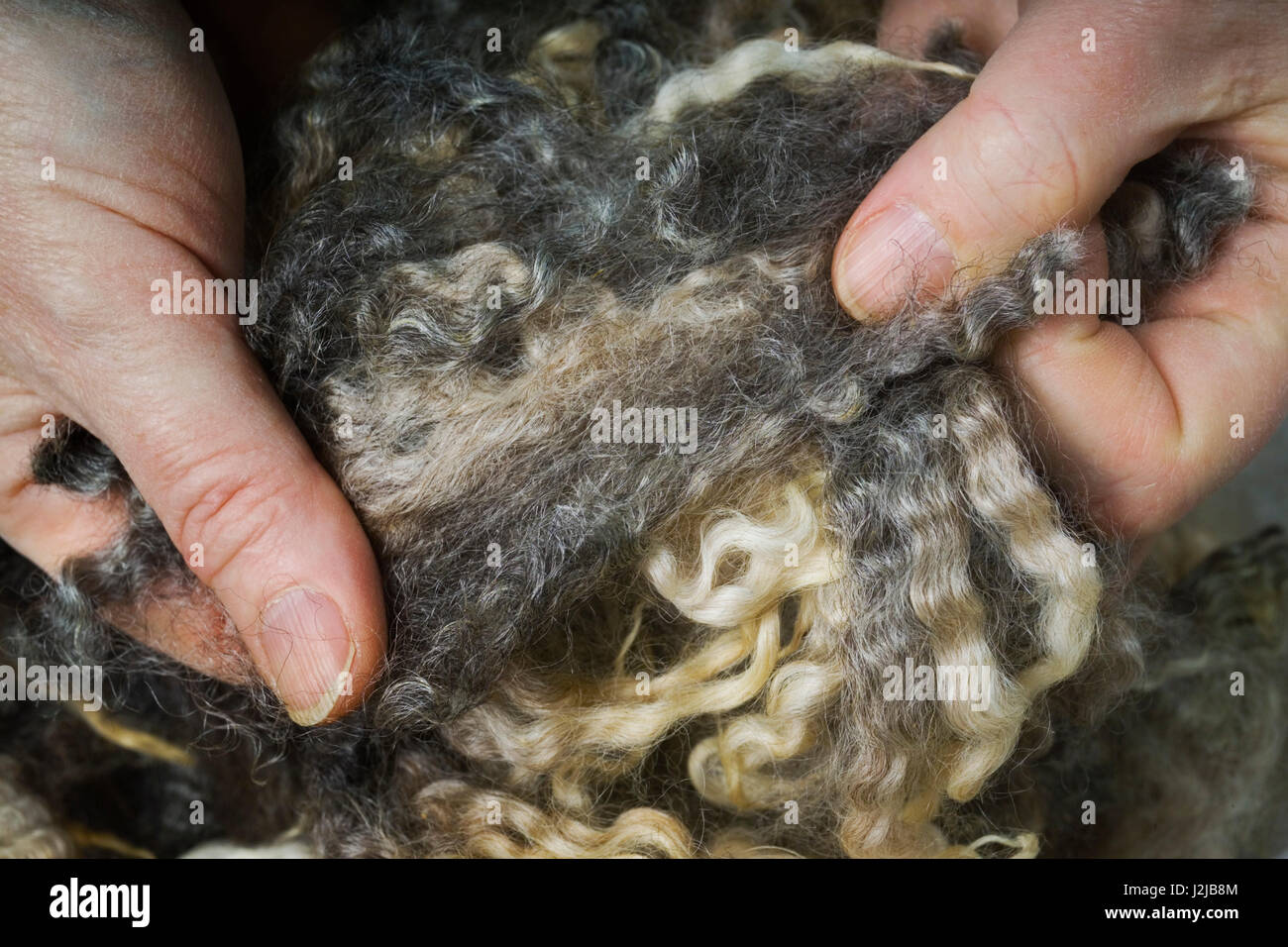 Testing staples of organic wool Stock Photo - Alamy