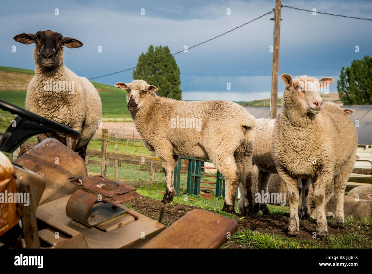 USA, Washington State, Palouse, Whitman County, No Water No Life, Snake ...
