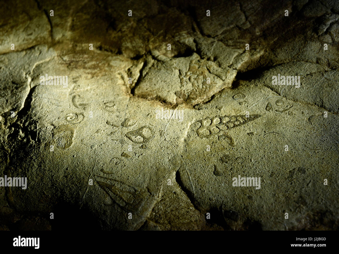Fossils in Arwah Cave Meghalaya Stock Photo - Alamy