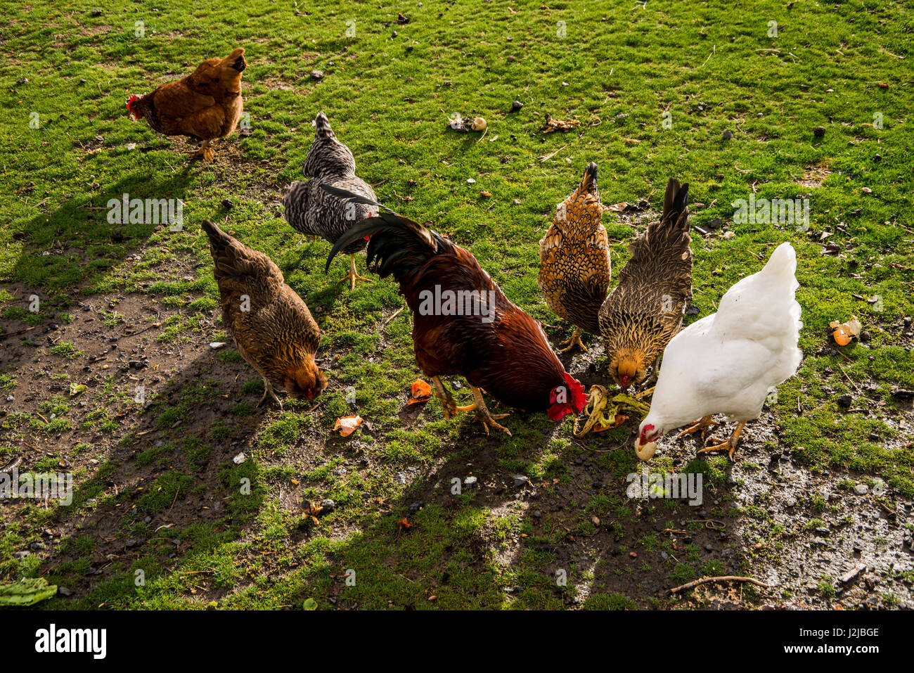 USA, Washington State, Whitman County, The Palouse, Lacrosse, Pioneer ...