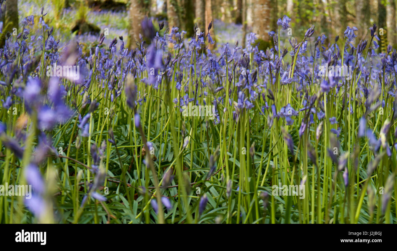 Cornish bluebell wood in spring Stock Photo - Alamy