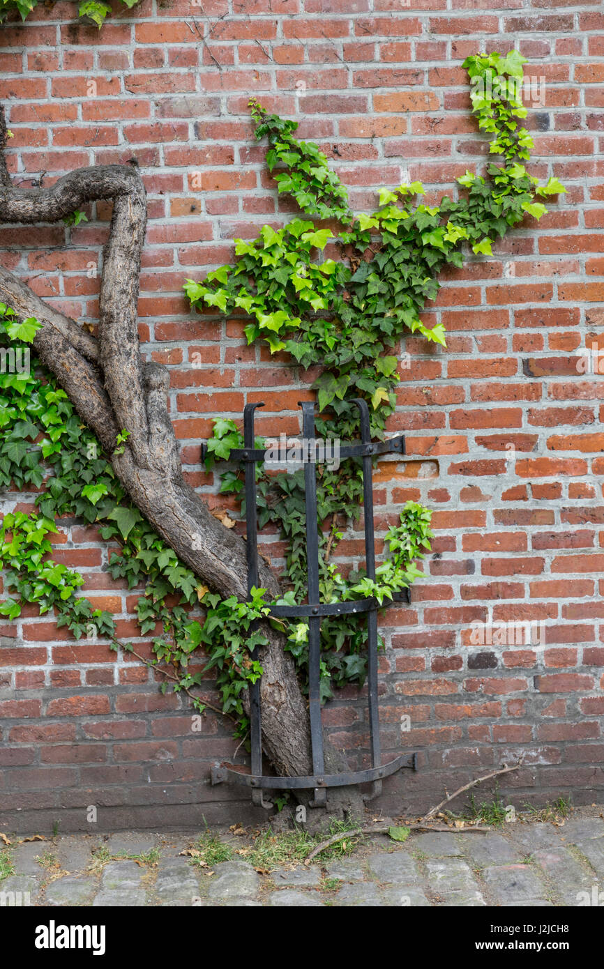 Seattle growing vine in hi-res stock photography and images - Alamy