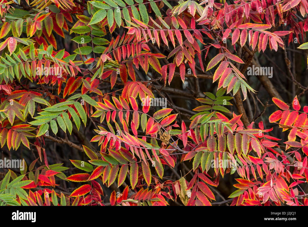 USA, Washington, Walla Walla County. Whitman Mission National Historic ...