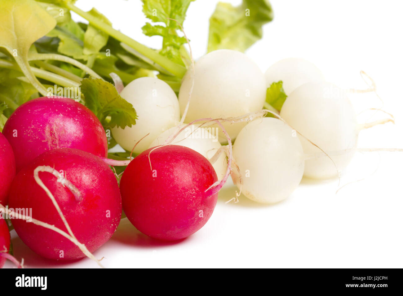 Red and white fresh Radish Stock Photo - Alamy