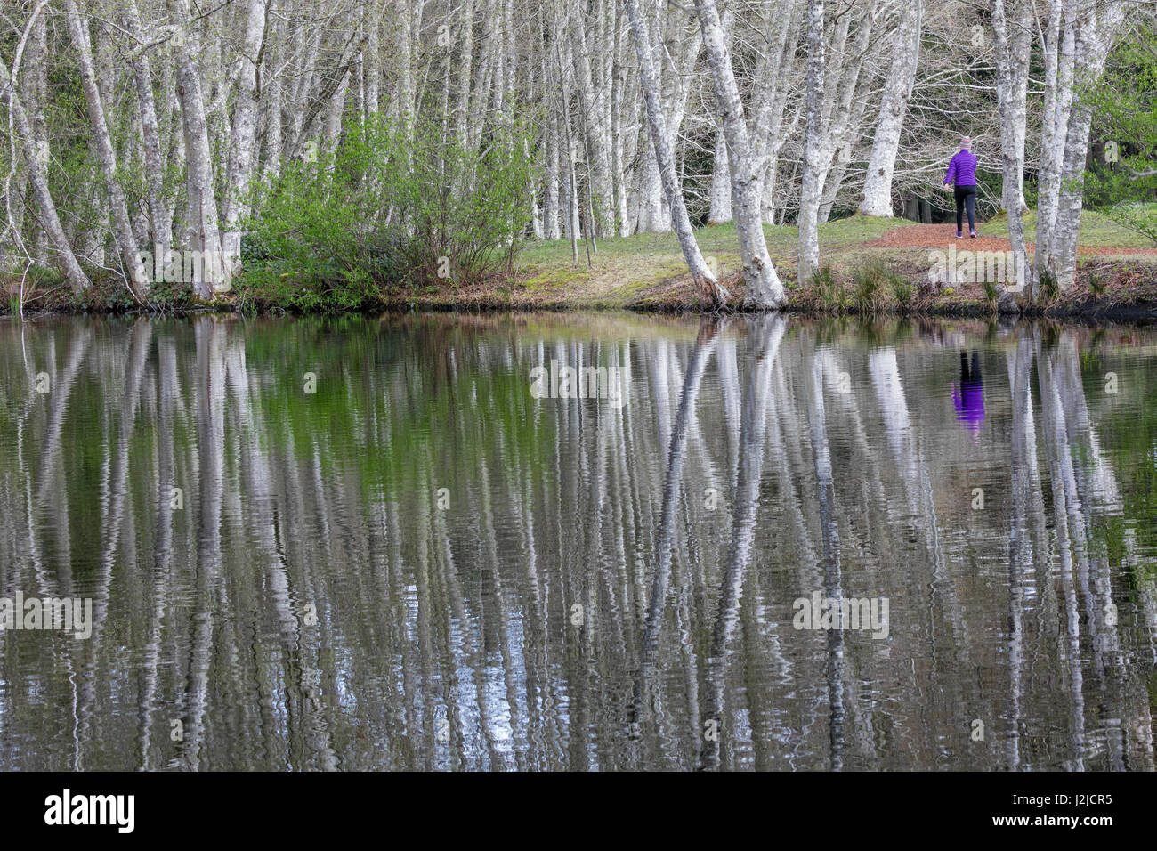 USA, Washington State, Bainbridge Island. Alder trees reflecting in ...